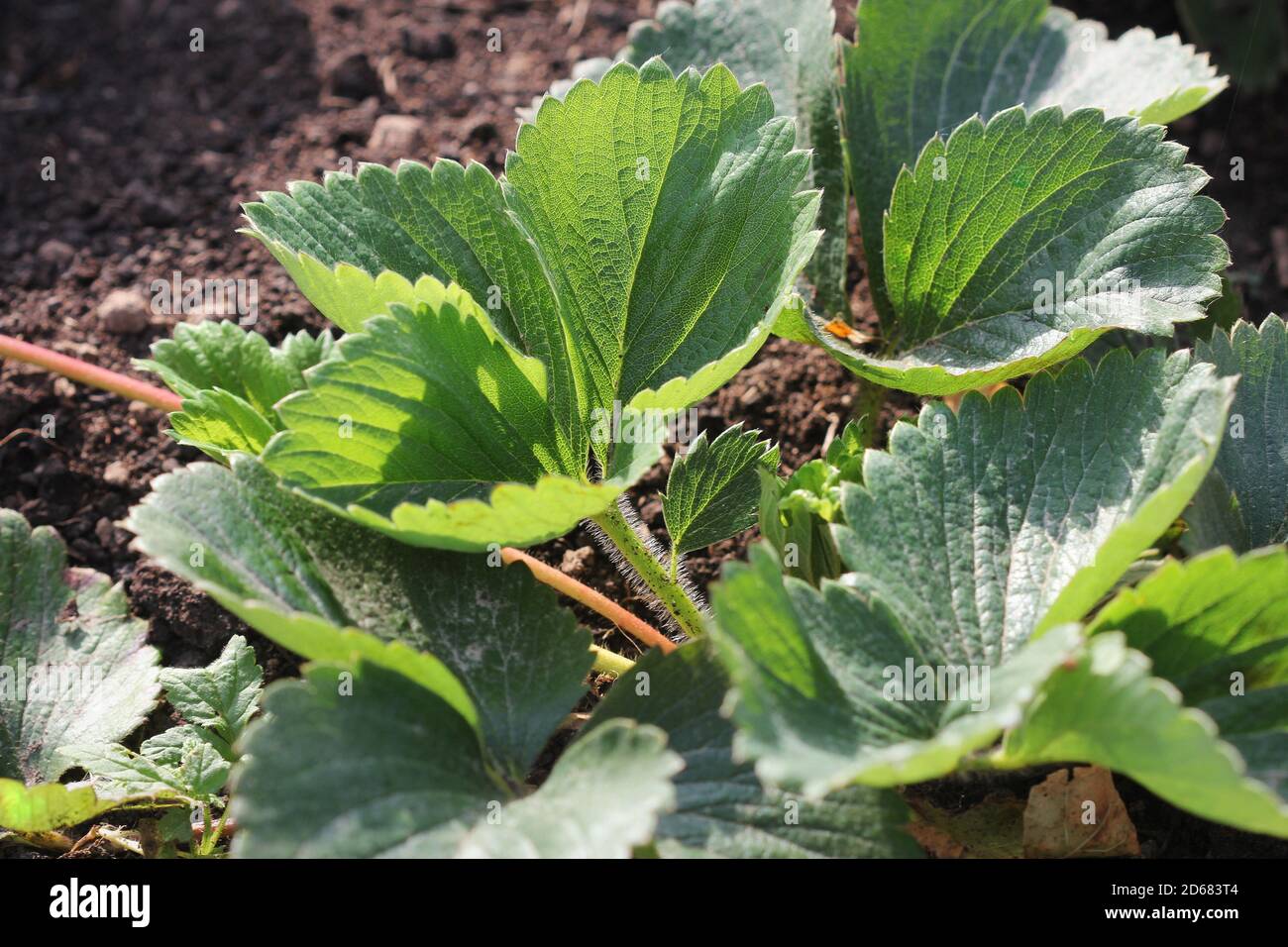 Strawberry seedling in garden, planting in spring Stock Photo - Alamy
