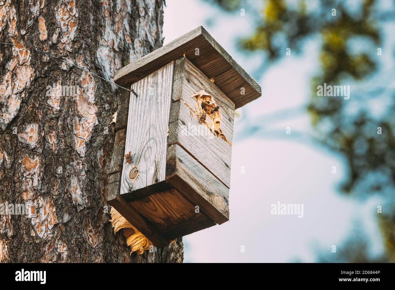 European Hornets Have Occupied Whole Birdhouse With Their Nest Stock ...