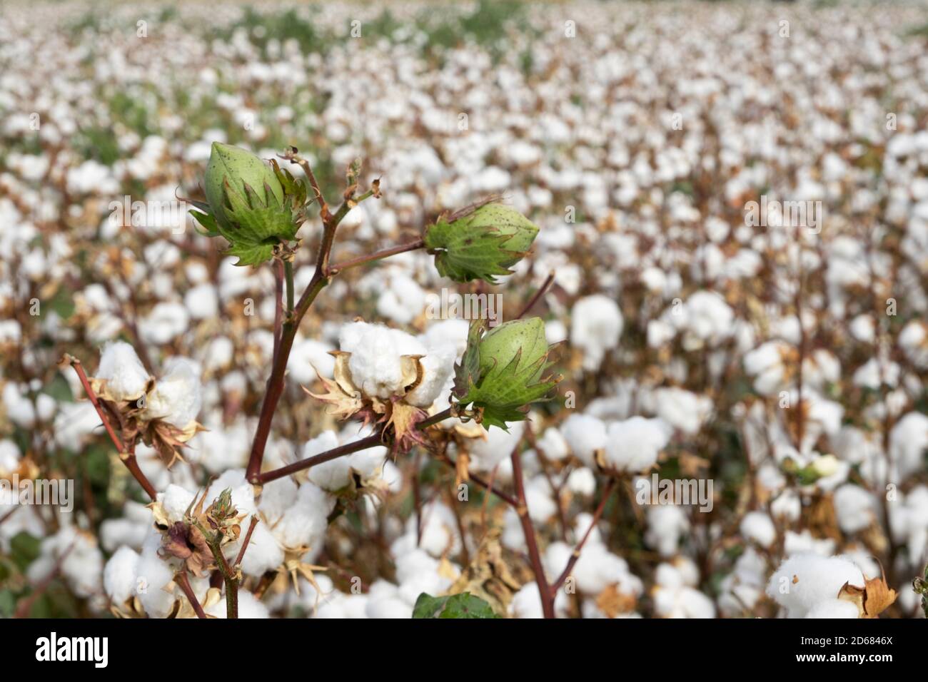 Harvesting the cocoon hi-res stock photography and images - Alamy