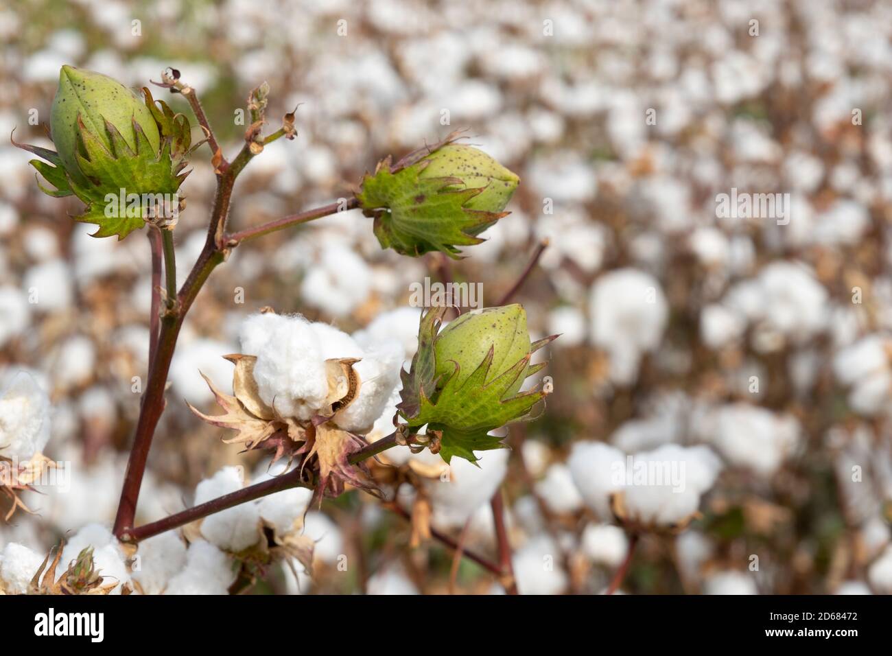 Indian textile worker happy hi-res stock photography and images - Alamy