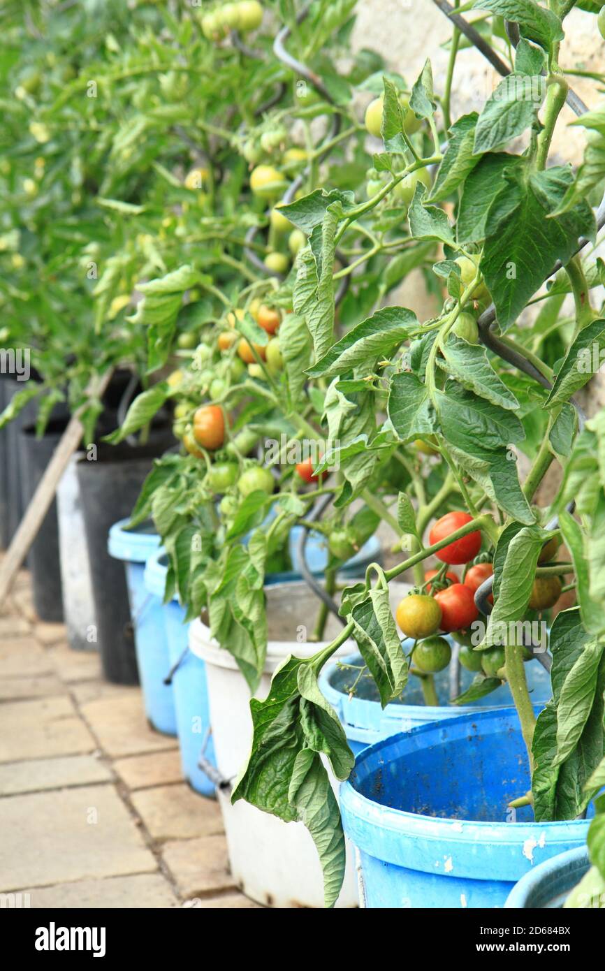 tomato plant with tomatoes as nice agricultural background Stock Photo ...