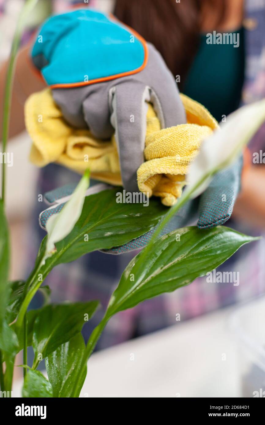 Cleaning showcase hi-res stock photography and images - Alamy