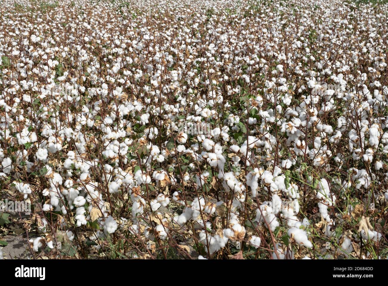 Cotton field ready to be harvested. Cotton background. The concept of ...