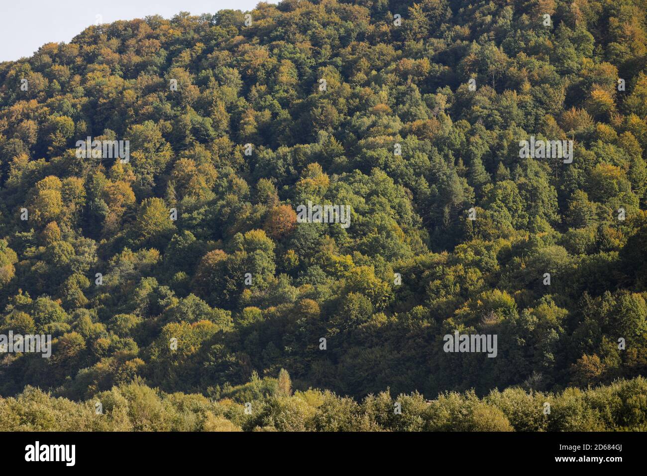 Beautiful old forest in the mountains of Transylvania, Romania Stock ...