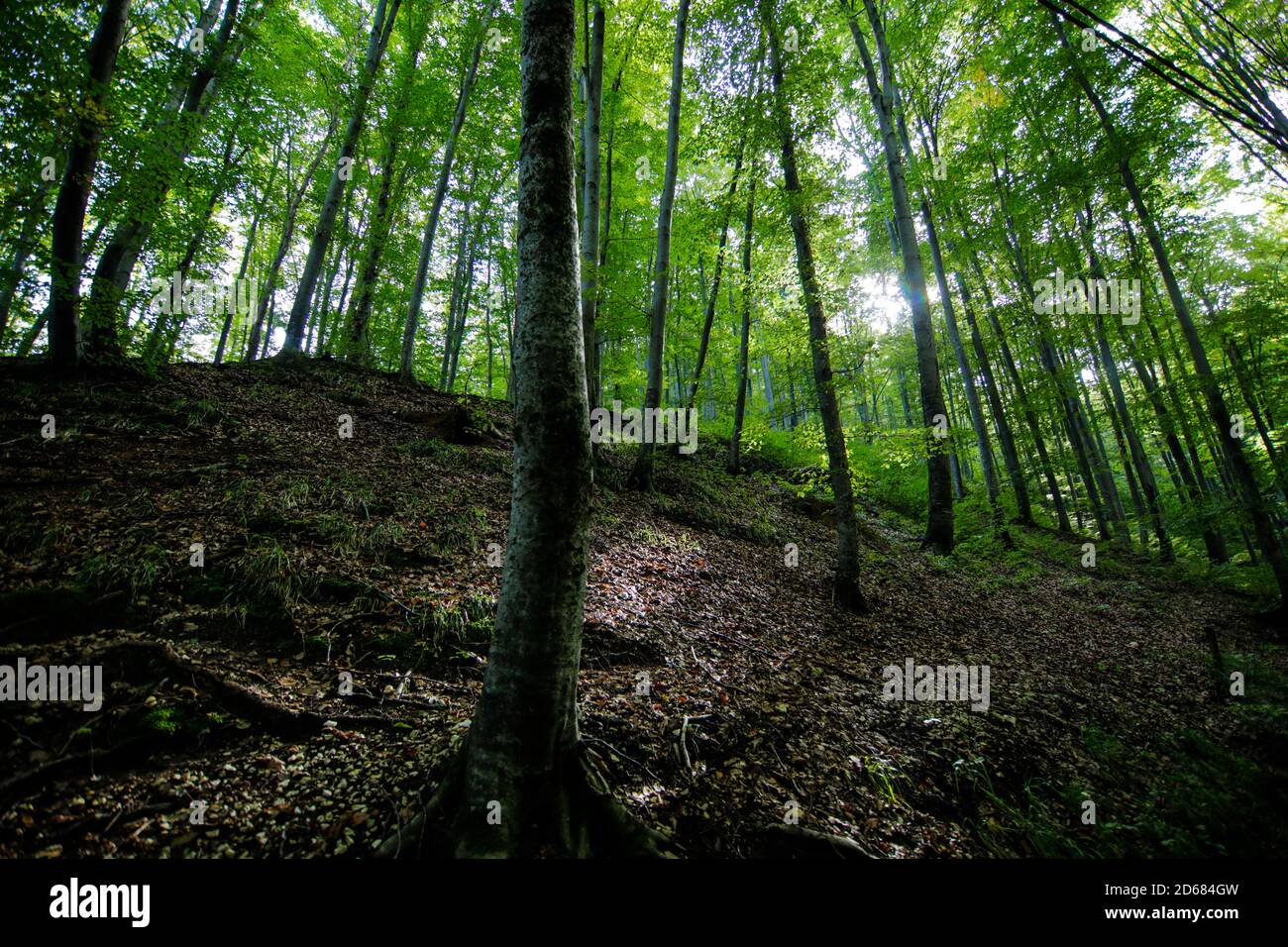 Beautiful old forest in the mountains of Transylvania, Romania Stock ...