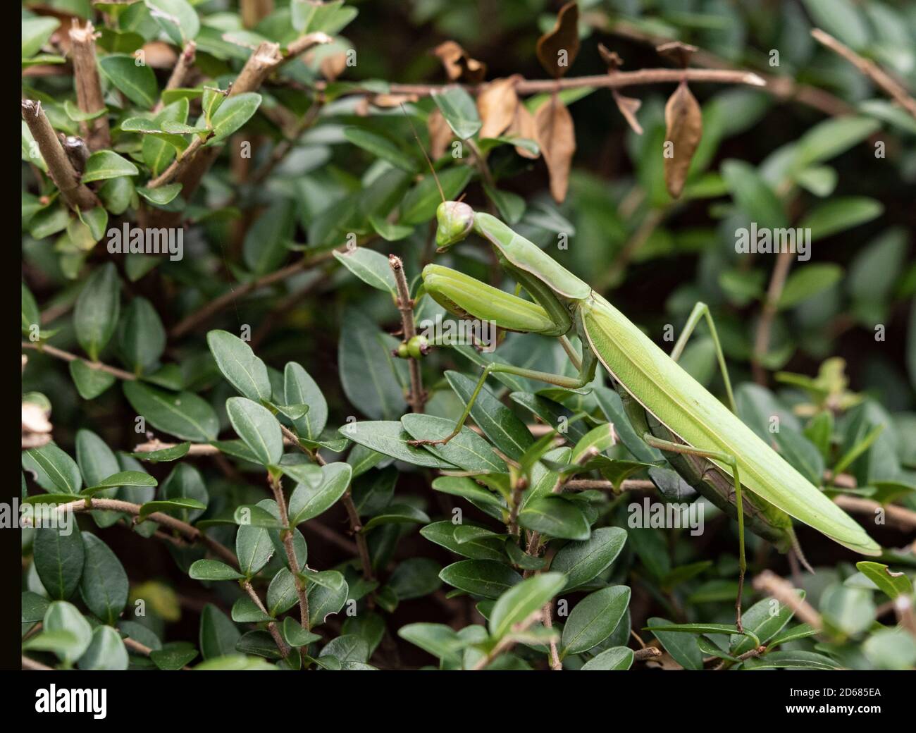 adult specimen of praying mantis camouflaged among the leaves of a ...