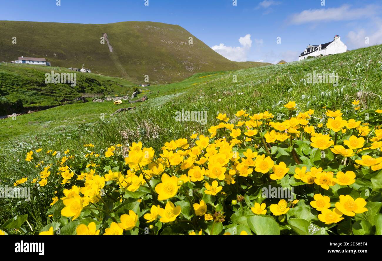Settlement near Ham Voe with Caltha Palustris or marsh - merigold ...