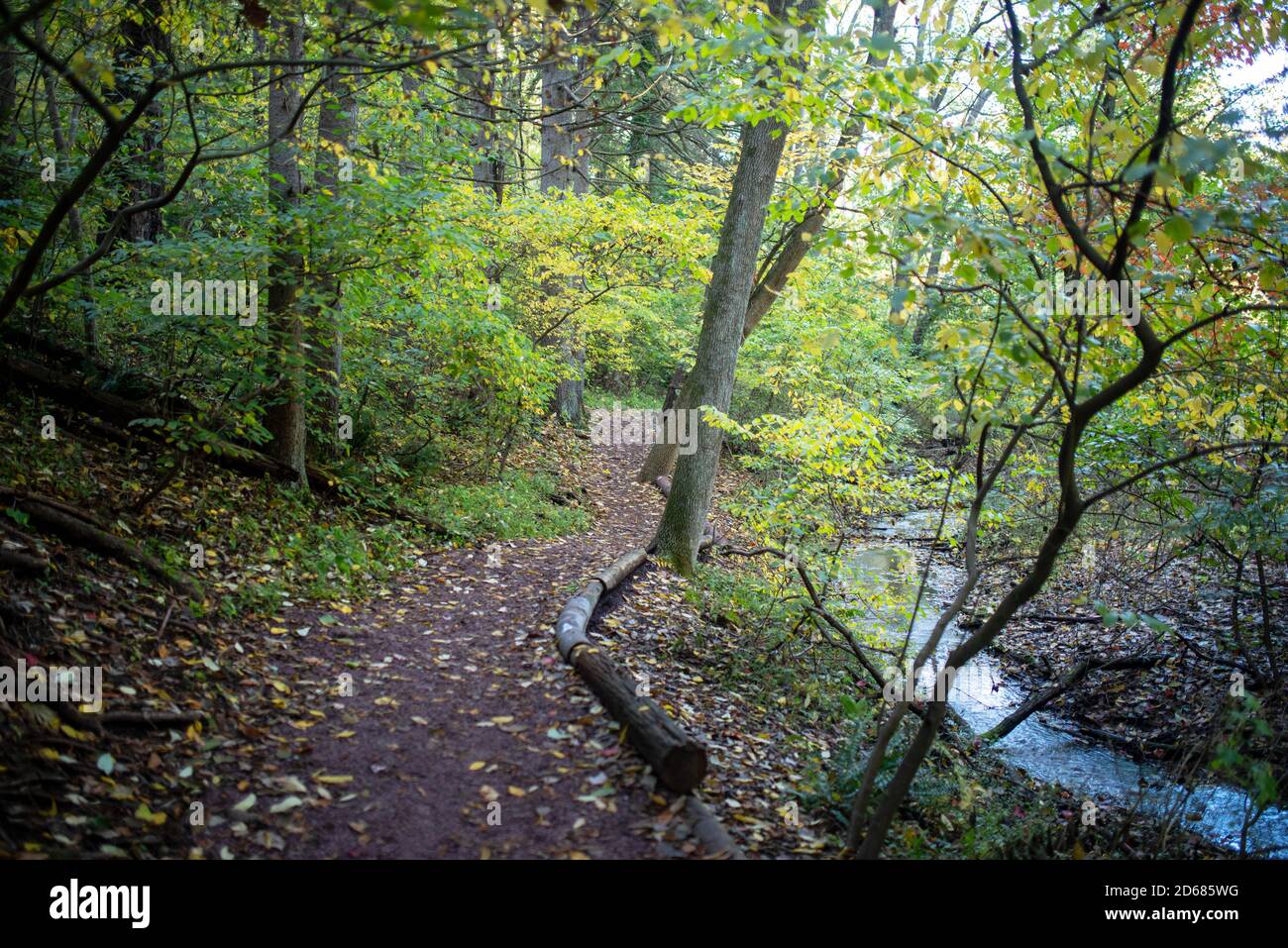 Hiking path through autumn woods, yellow leaves and texture Stock Photo ...