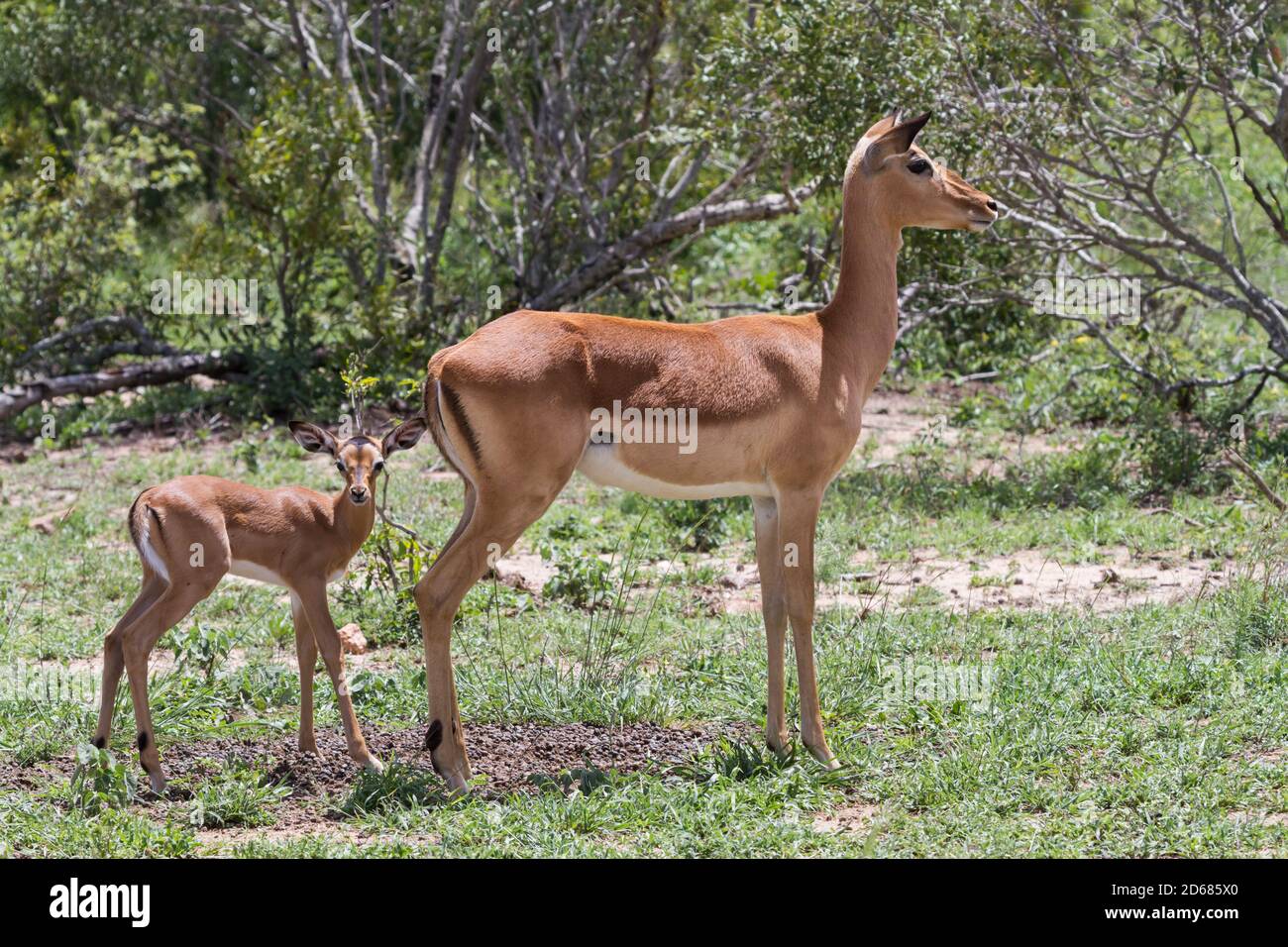 Cute newborn baby impala (Aepyceros melampus) guarded by its nervous ...