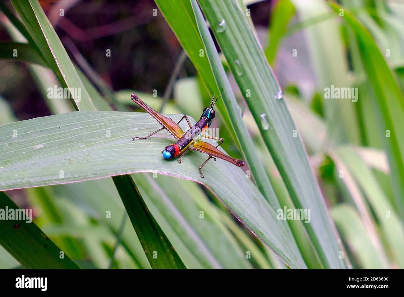 Insect Similar to a Colored Grasshopper or Cricket Stock Photo - Alamy