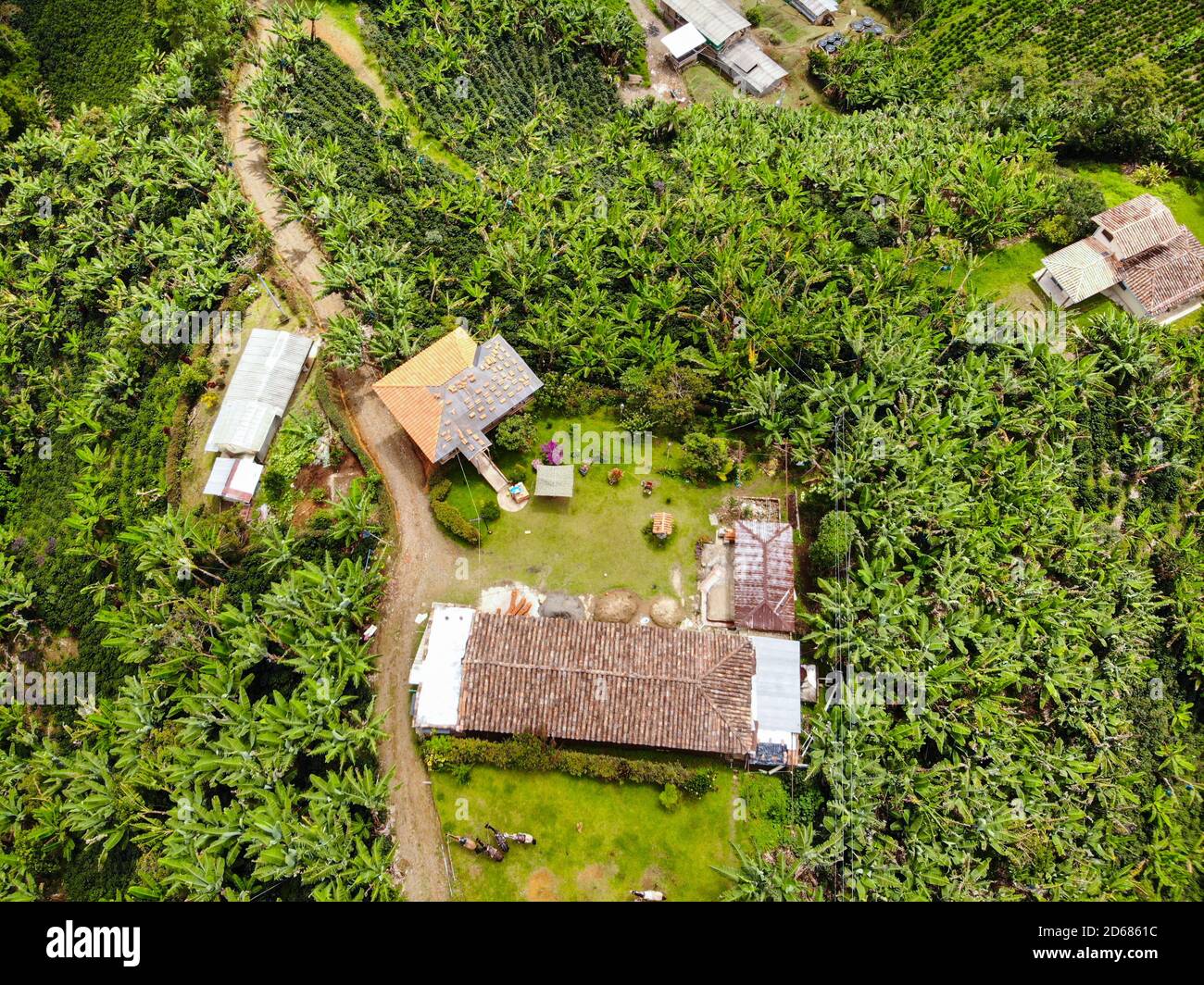 Aerial view of Cultivated Fields of Coffee Stock Photo - Alamy