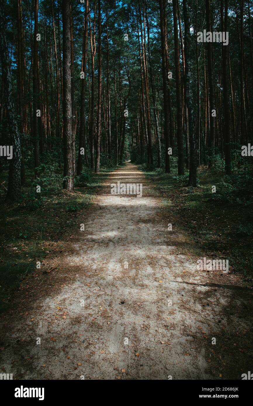 Path trail through the pine tree young forrest Stock Photo - Alamy