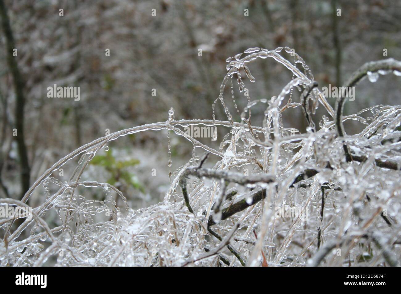frozen drops of water in the wild nature as nice background Stock Photo - Alamy