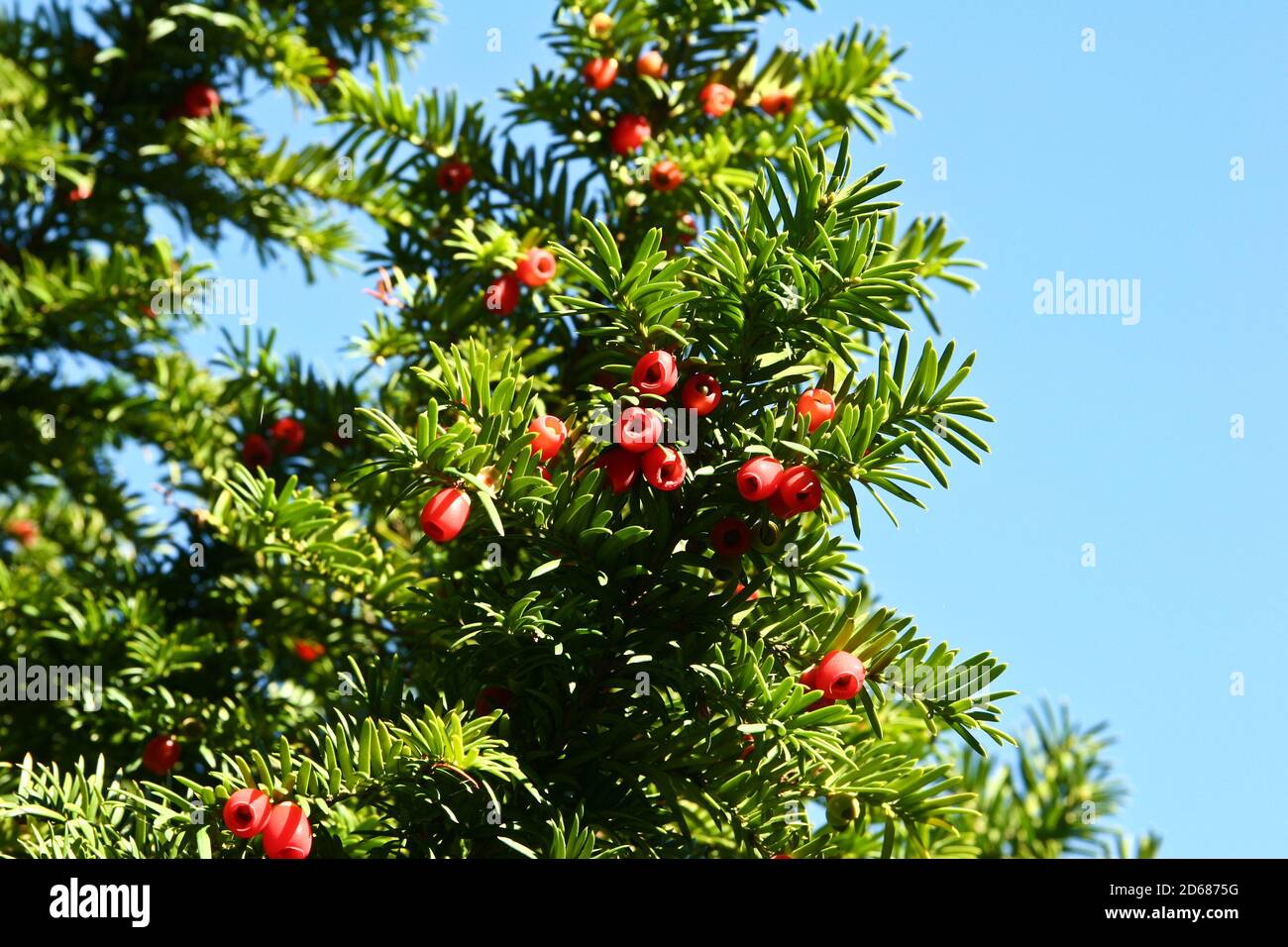 Tree with red fruits in the countryside in denmark Stock Photo - Alamy