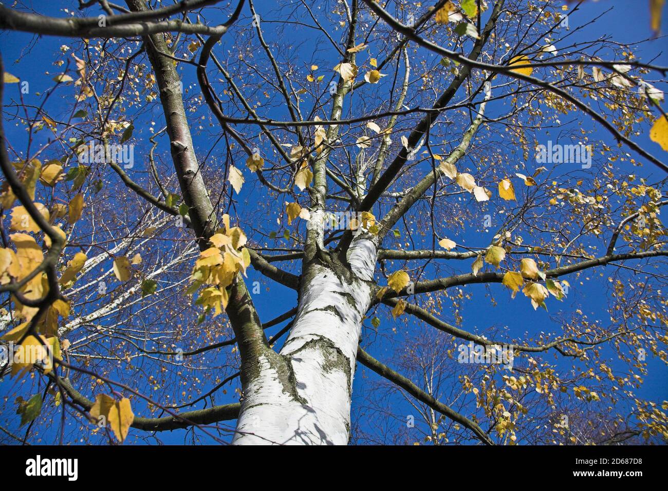 Trees in fall in denmark Stock Photo - Alamy