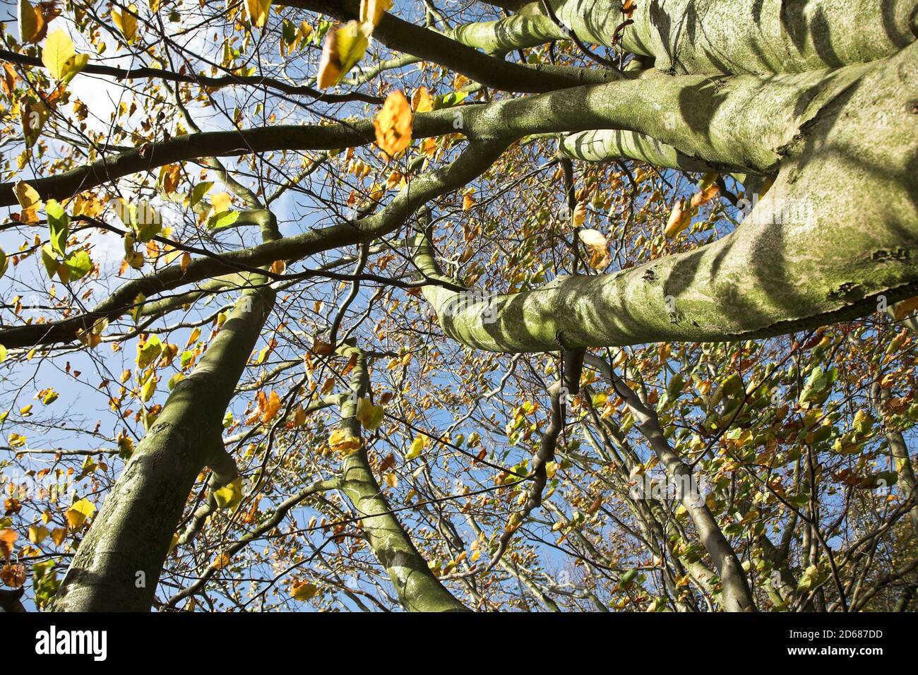 Trees in fall in denmark Stock Photo - Alamy