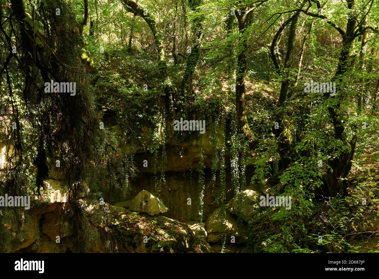 Deep jungle ravine trees hi-res stock photography and images - Alamy
