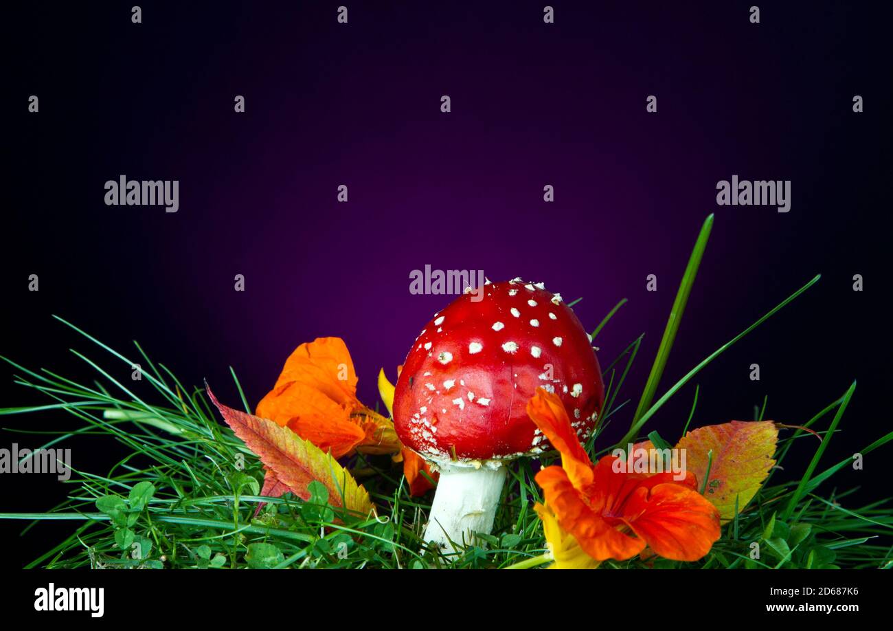 Flower and mushroom Stock Photo - Alamy