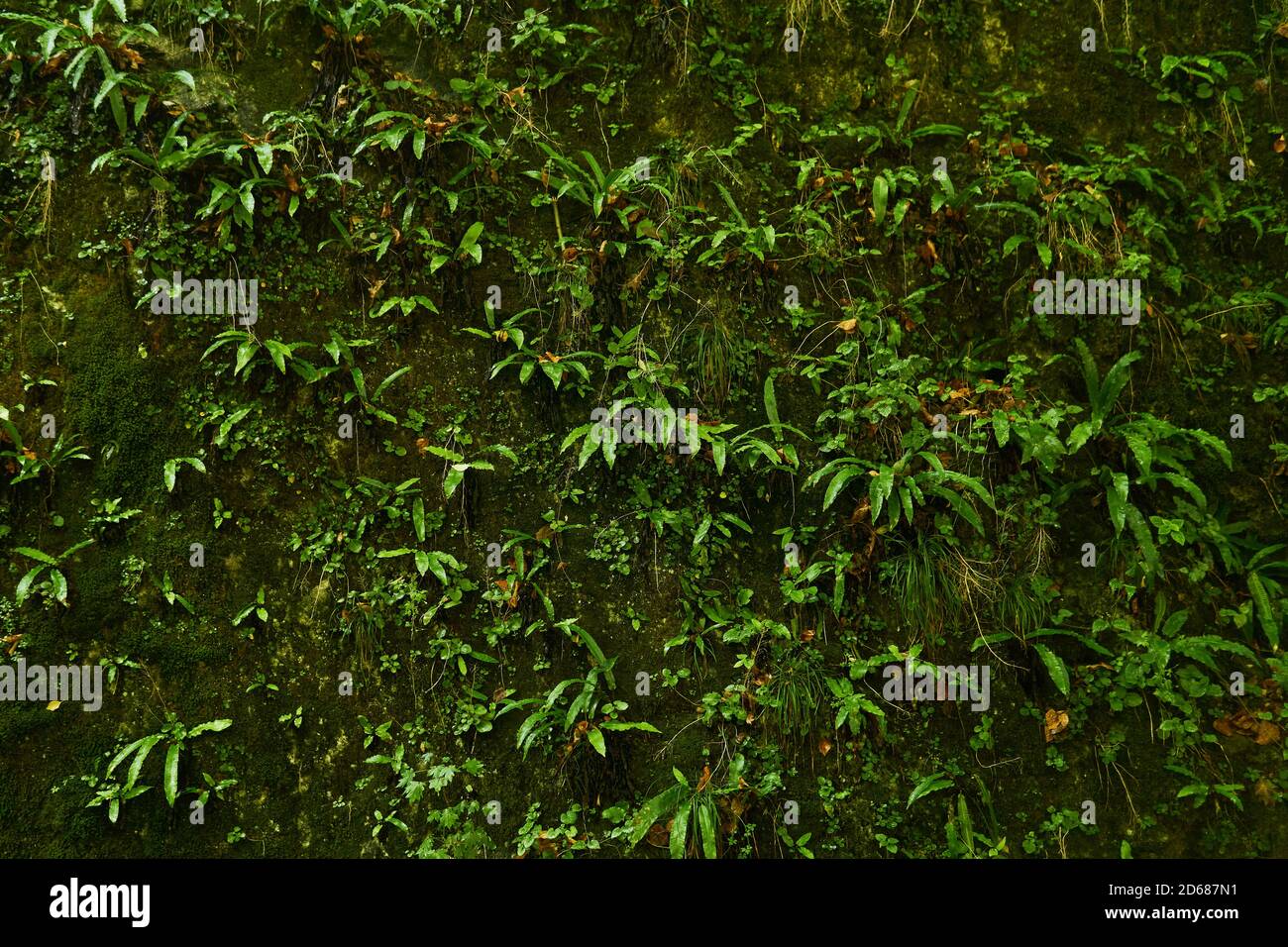 natural background - a vertical rock in a tropical forest, completely ...