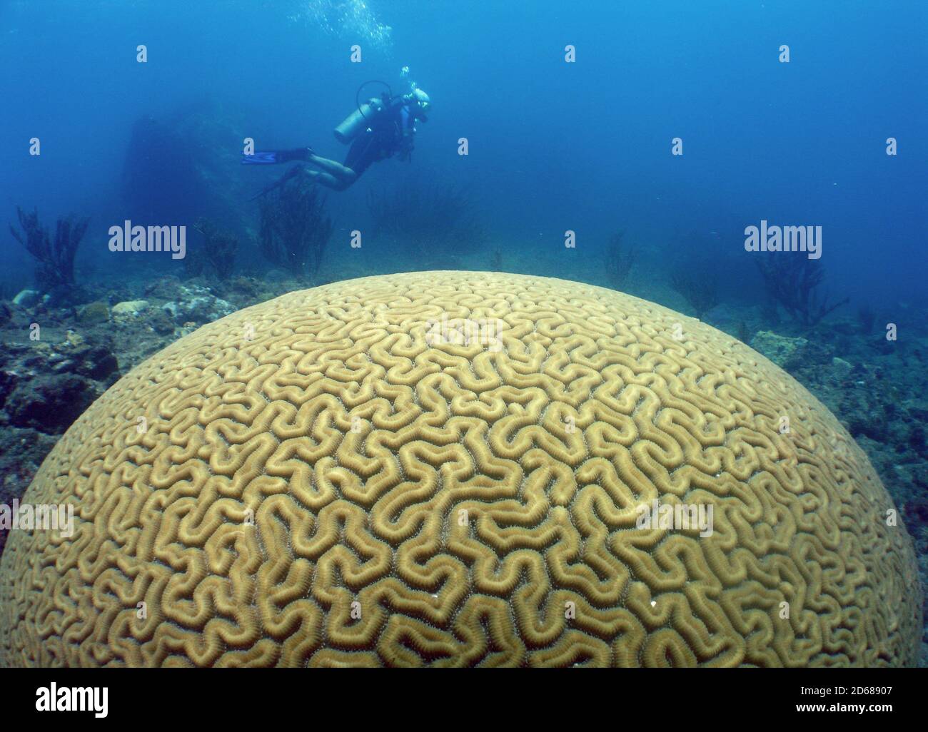 Beautiful shot taken during an underwater diving in the ocean Stock ...