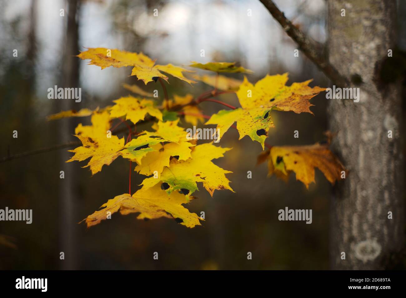 Norway maple leaf hi-res stock photography and images - Alamy