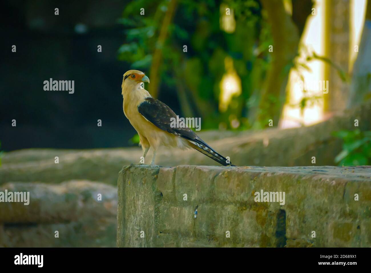 The Yellow-Headed Caracara (Milvago chimachima Stock Photo - Alamy