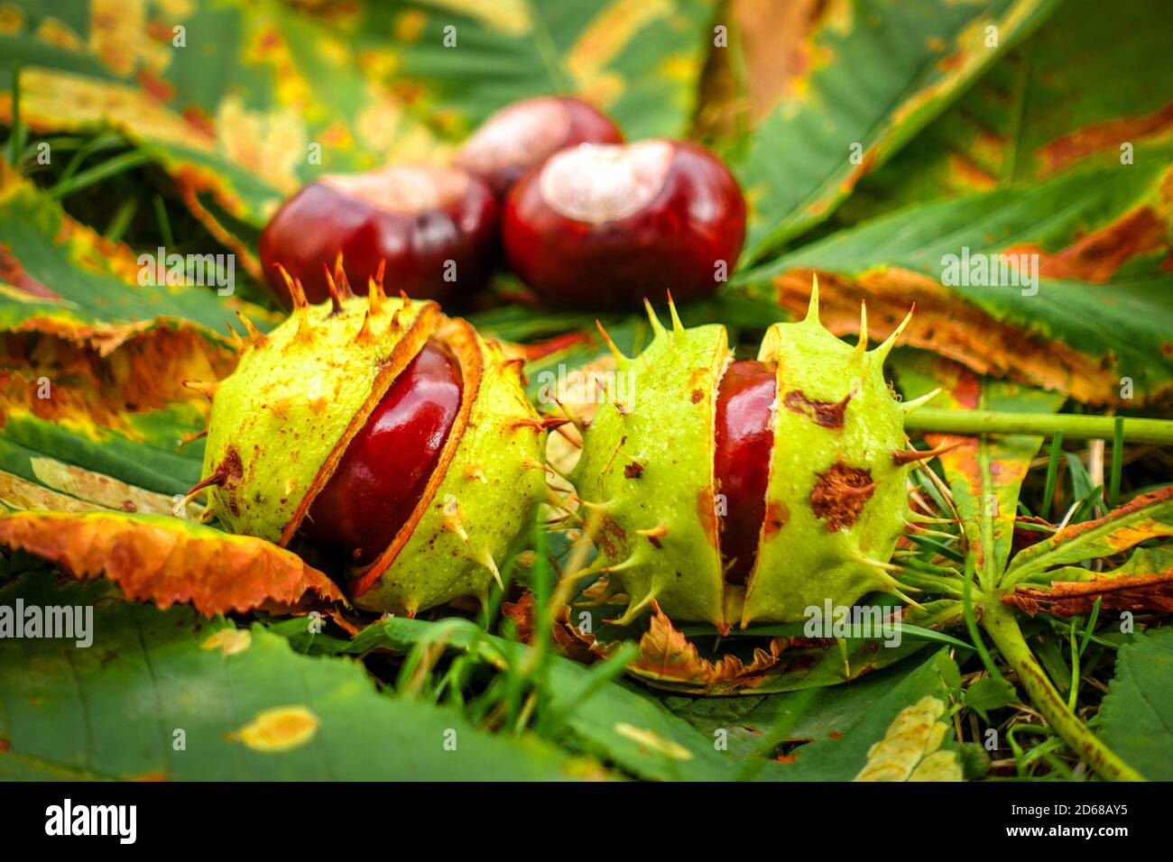 Chestnut foliage in autumn Stock Photo - Alamy