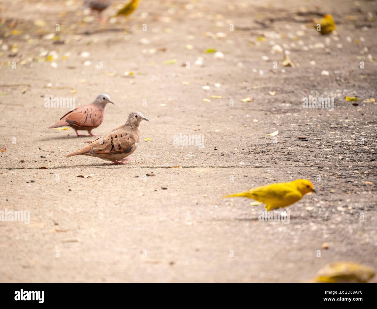 Group of Yellow and Brown Birds Eat White Rice Stock Photo - Alamy