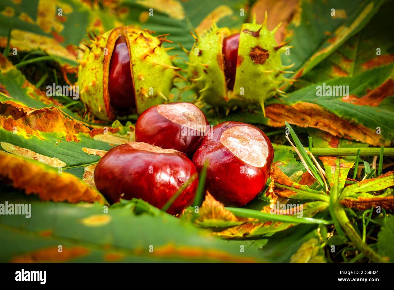 White horse chestnut tree hi-res stock photography and images - Alamy
