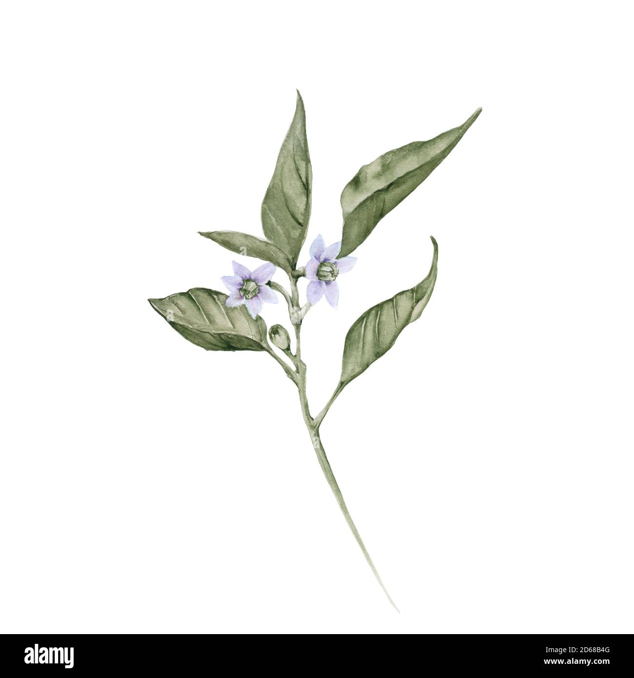 Red pepper vegetable realistic Cut Out Stock Images & Pictures - Alamy