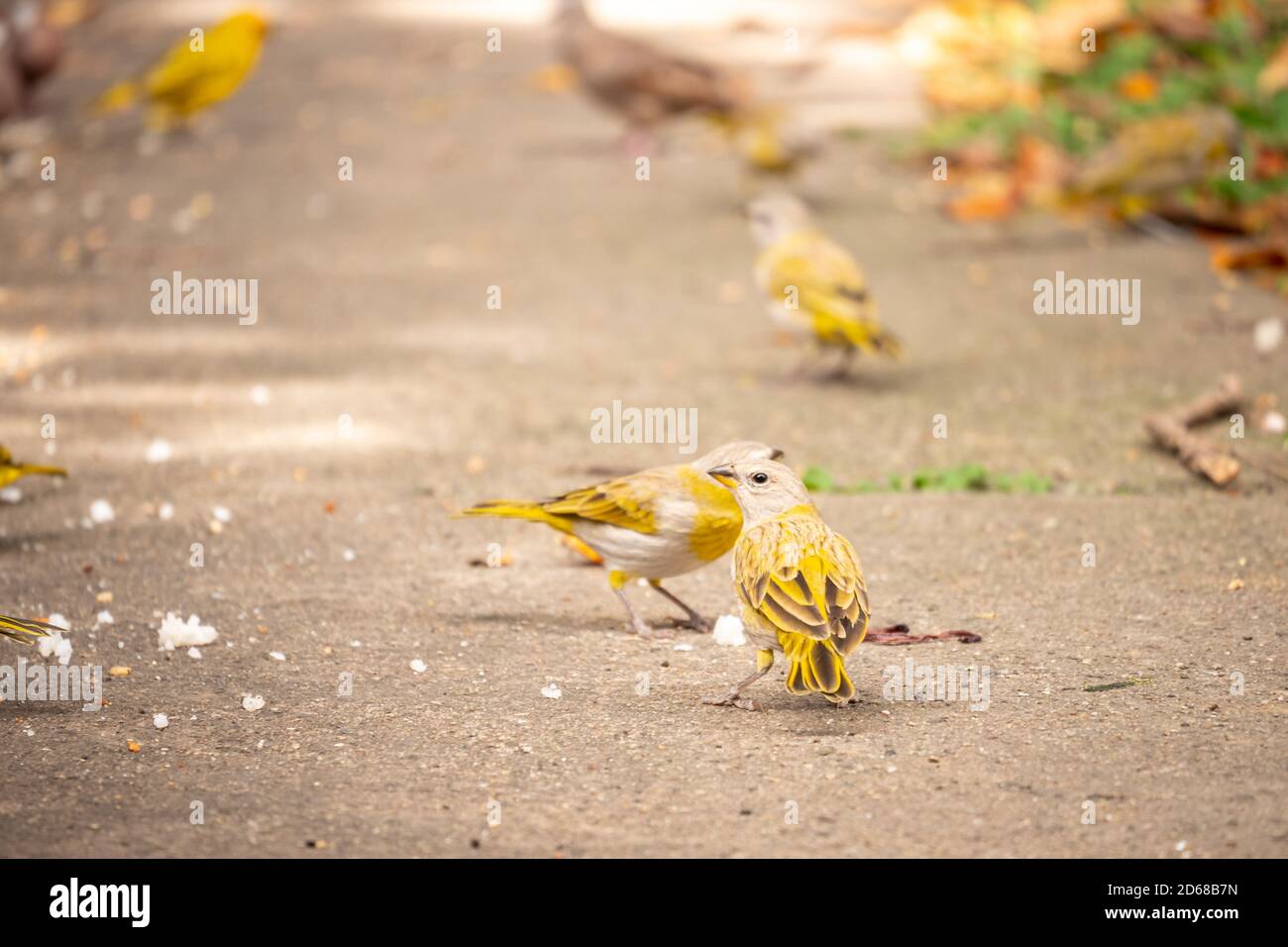 Group of Yellow Birds Eat White Rice Stock Photo - Alamy