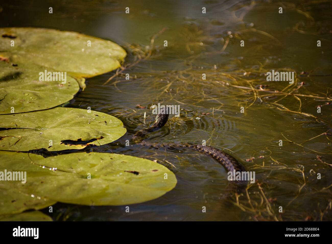 Adder swims in the water among the leaves of a water yellow lily Stock ...