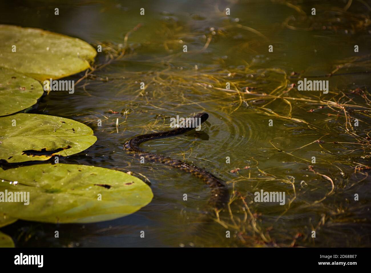 Adder swims in the water among the leaves of a water yellow lily Stock ...