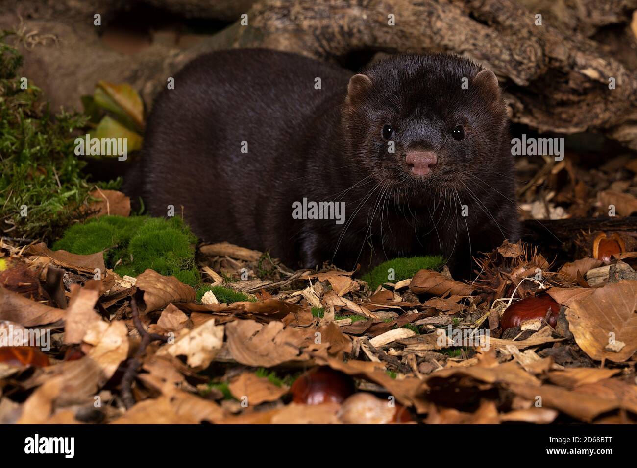 Mink Farm High Resolution Stock Photography and Images - Alamy