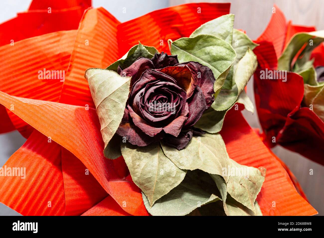 A withered red rose with a large red ribbon standing on a table in a ...