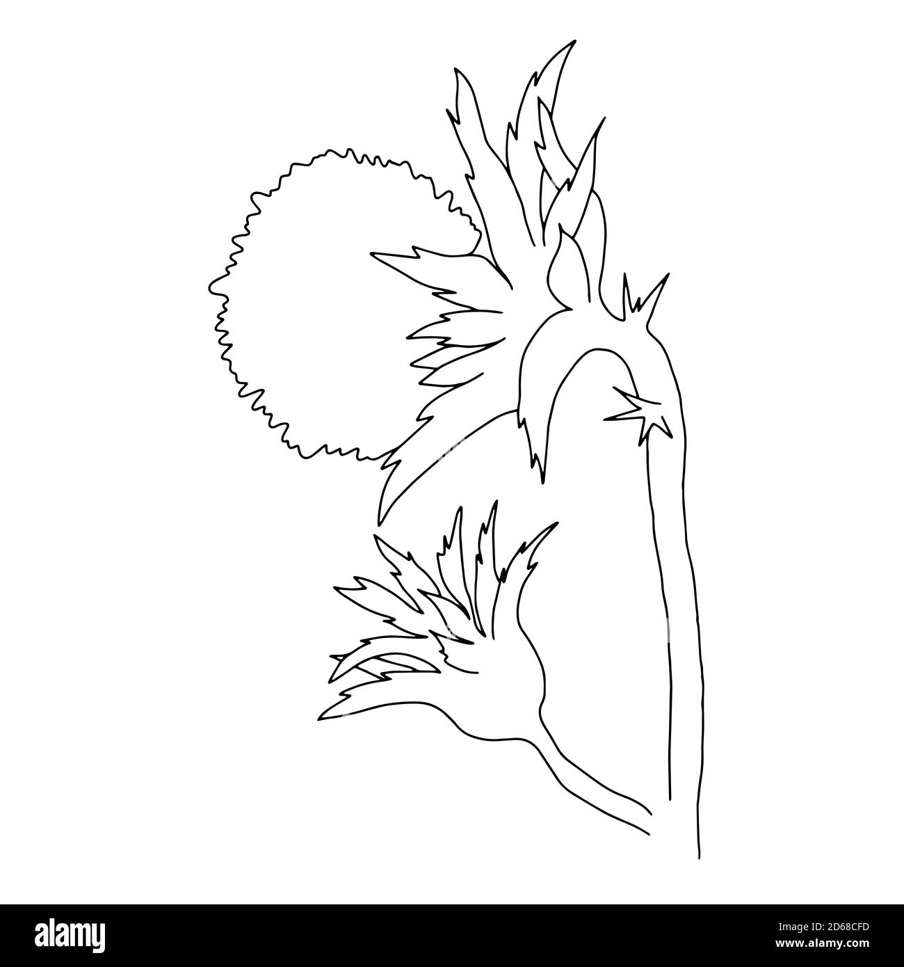 Milk Thistle Drawing