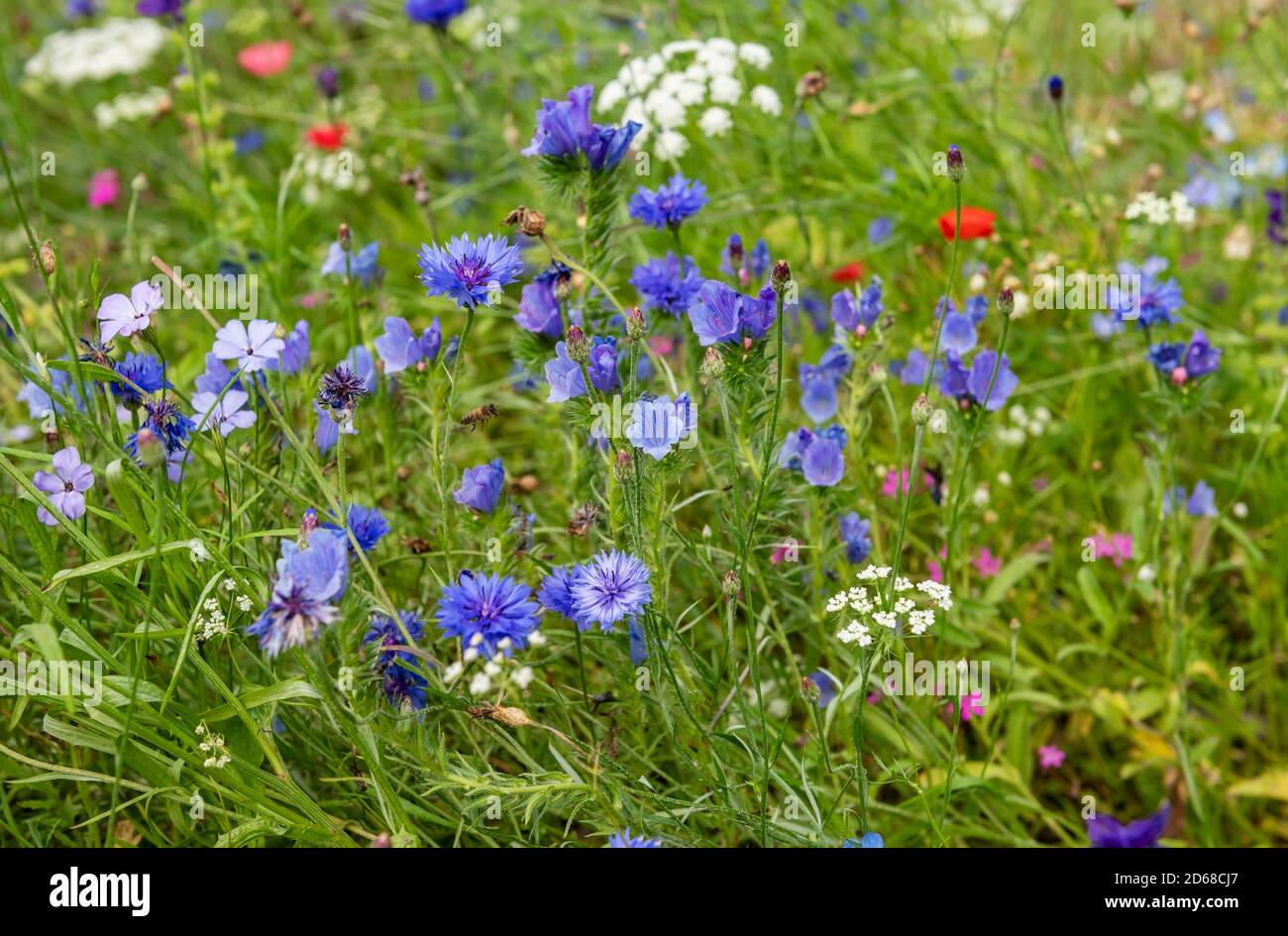Wildflowers in garden border hi-res stock photography and images - Alamy