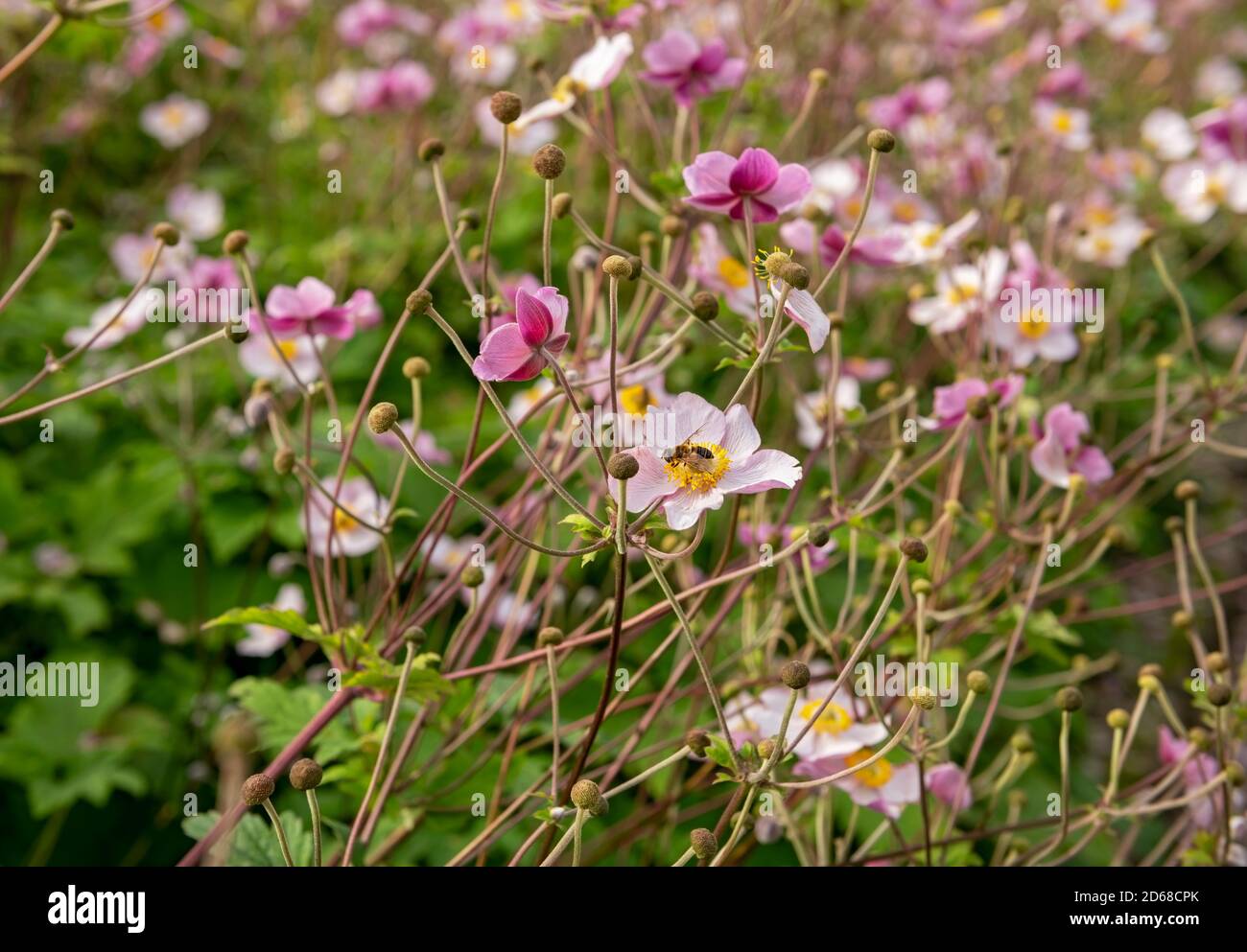 Japanese anemone flower hi-res stock photography and images - Alamy