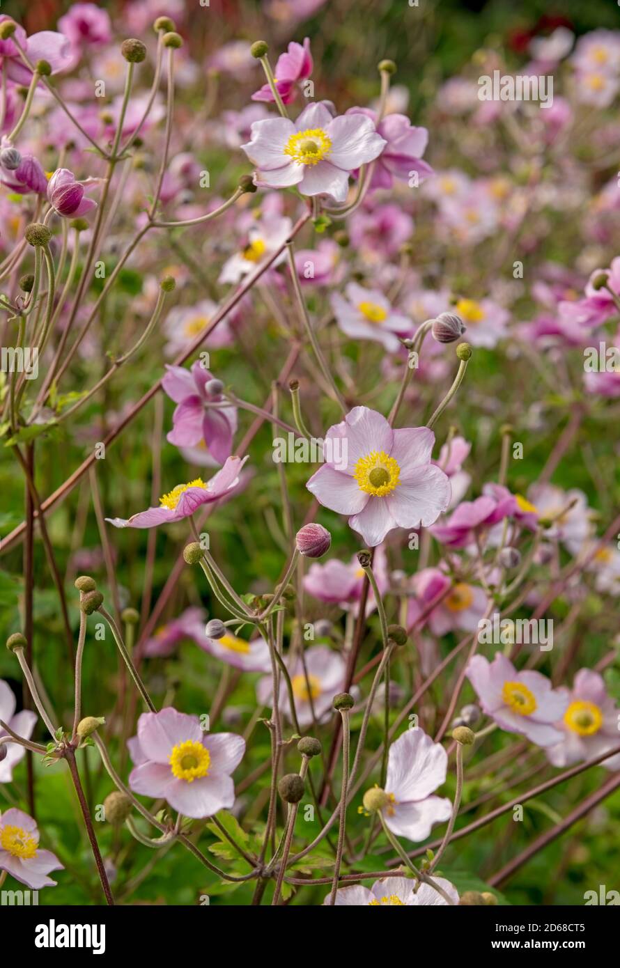 Close up of pink Japanese anemone flower flowers windflower windflowers ...