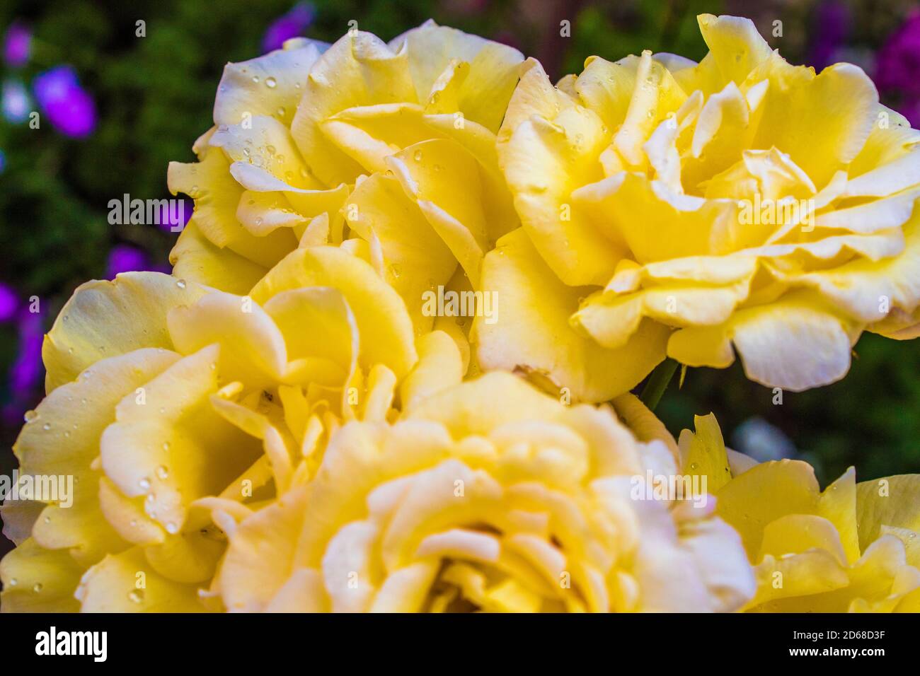 this is yellow Rose in the garden Stock Photo - Alamy