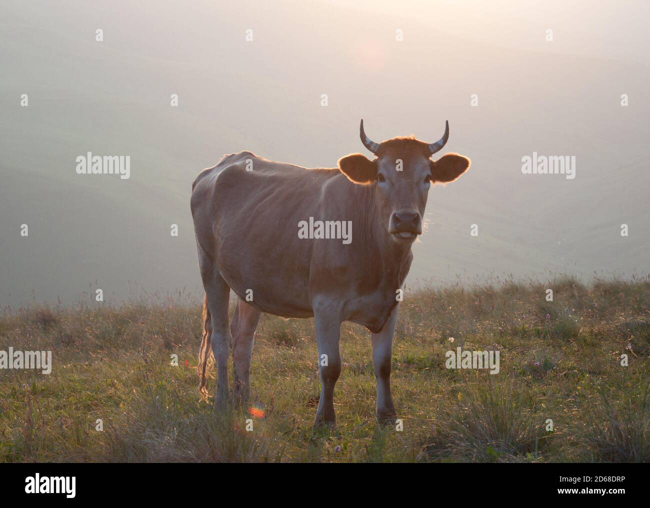 Alpine symbol hi-res stock photography and images - Alamy