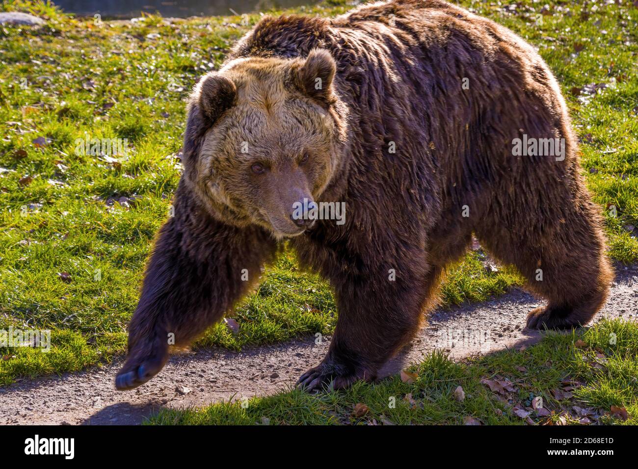 Big Brown bear at the nature meadow Stock Photo - Alamy