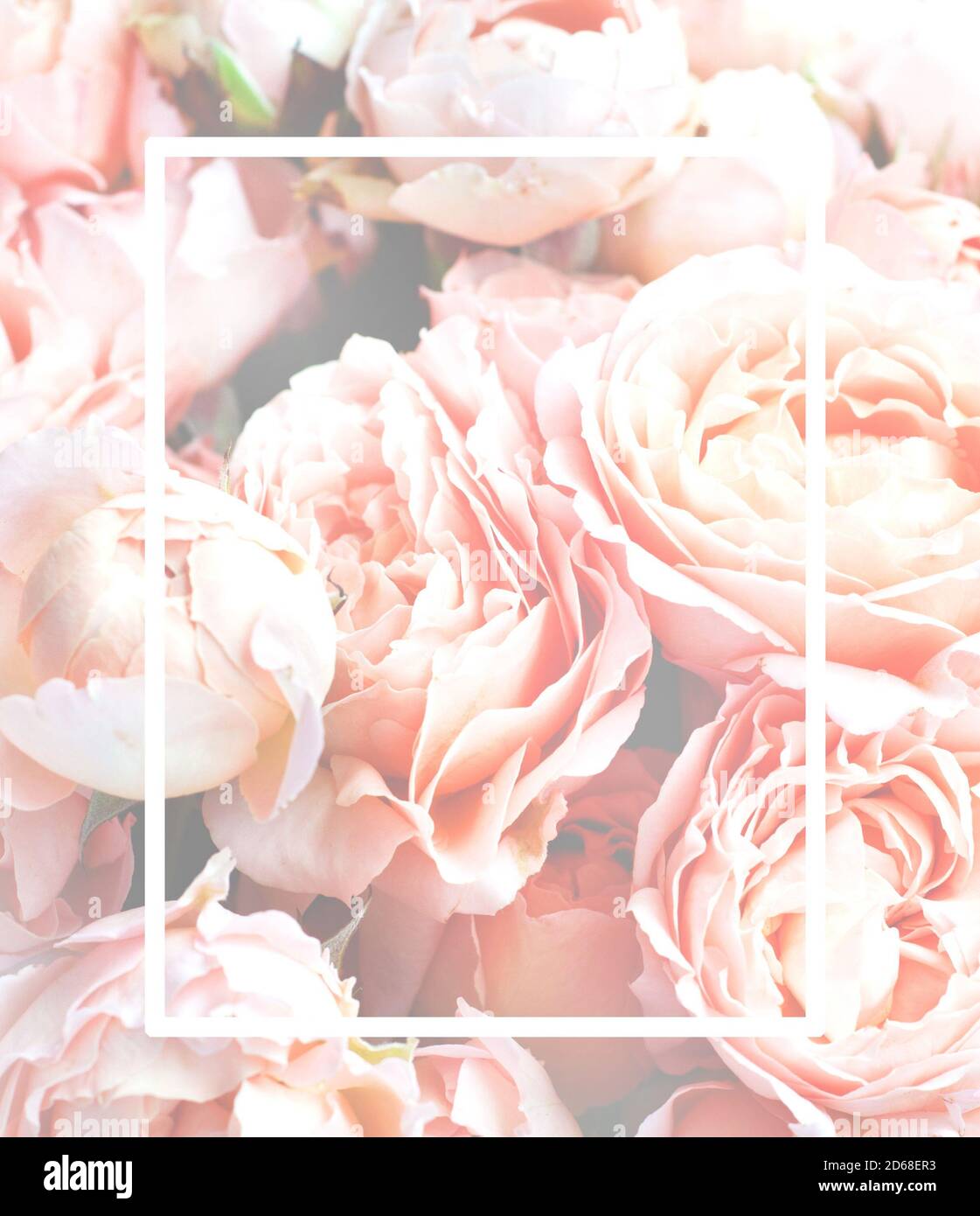 Delicate card with roses Juliet. Pink flower background.Concept Mother ...