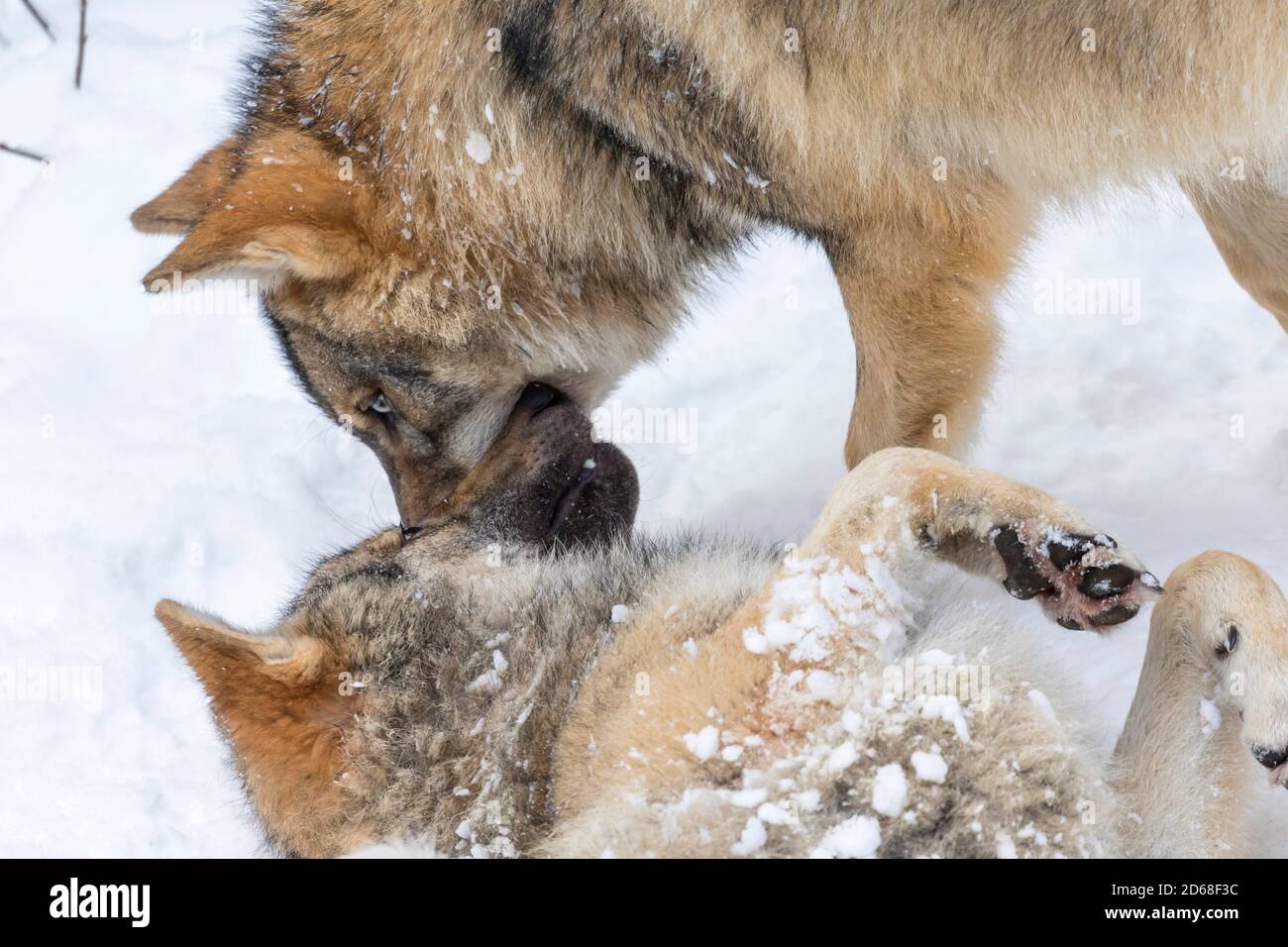Gray Wolf (Canis lupus) during winter in National Park Bavarian Forest ...