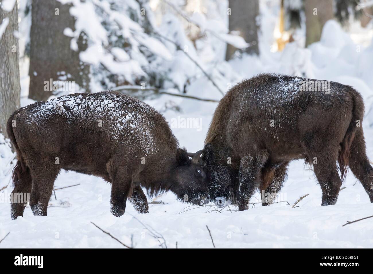 Wisent enclosure hi-res stock photography and images - Alamy
