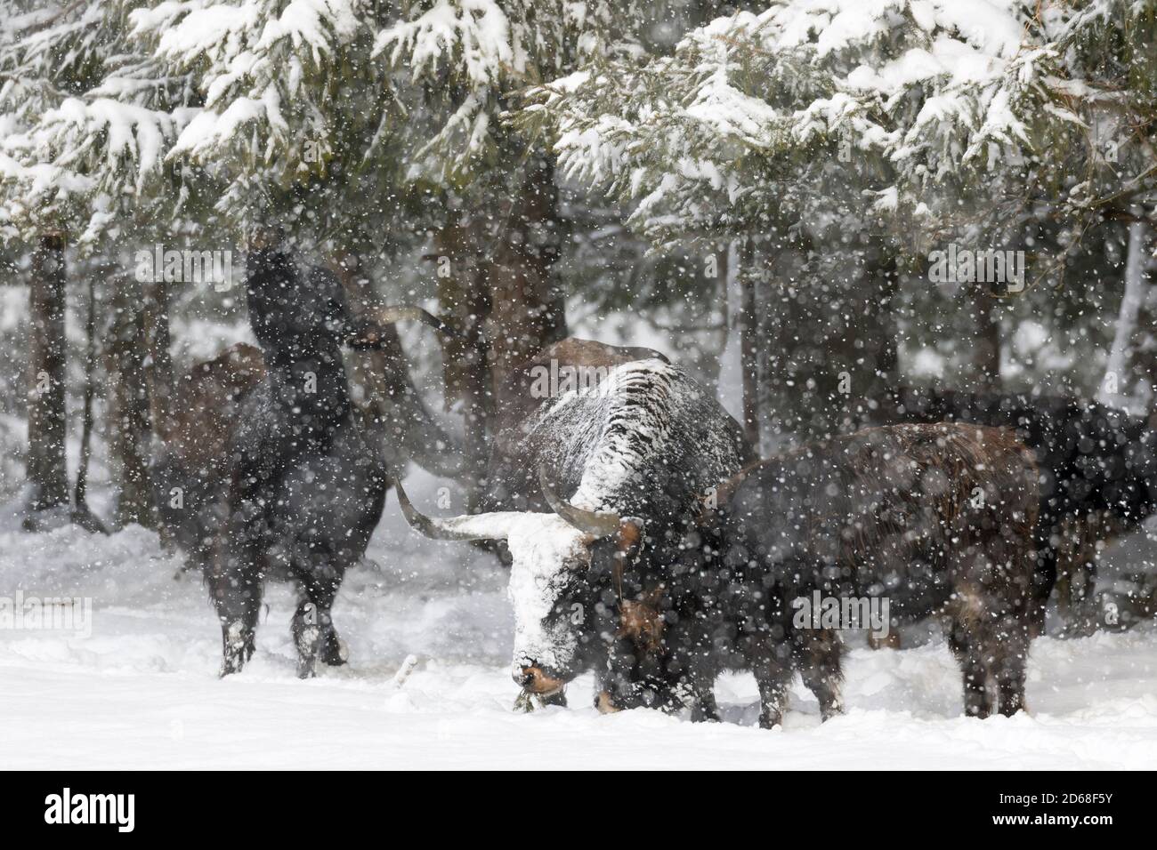 Heck Cattle (Bos primigenius taurus), an attempt to breed back the ...