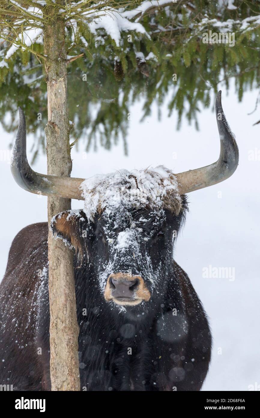 Heck Cattle (Bos primigenius taurus), an attempt to breed back the ...