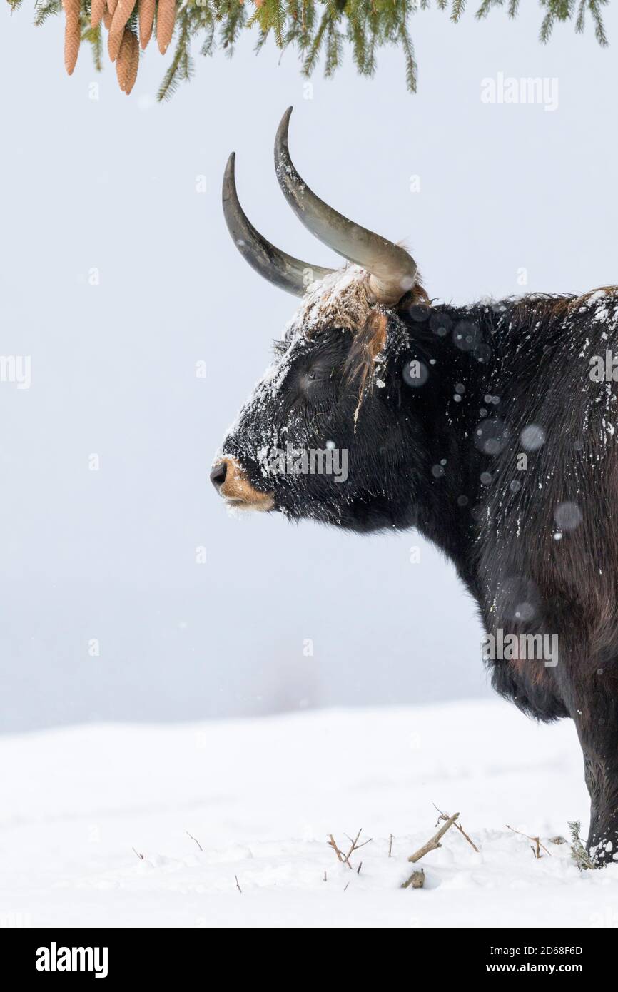 Heck Cattle (Bos primigenius taurus), an attempt to breed back the ...