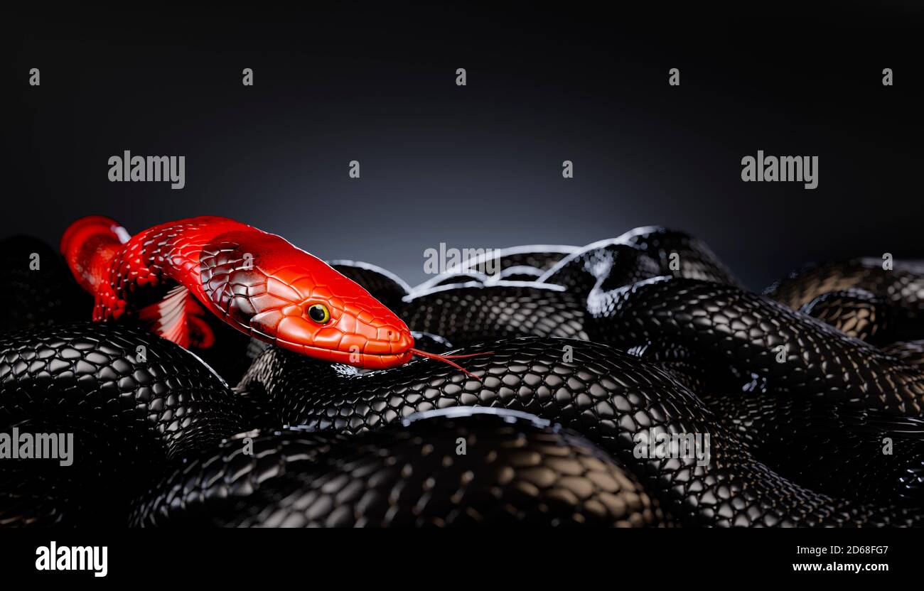 Black snakes hi-res stock photography and images - Alamy