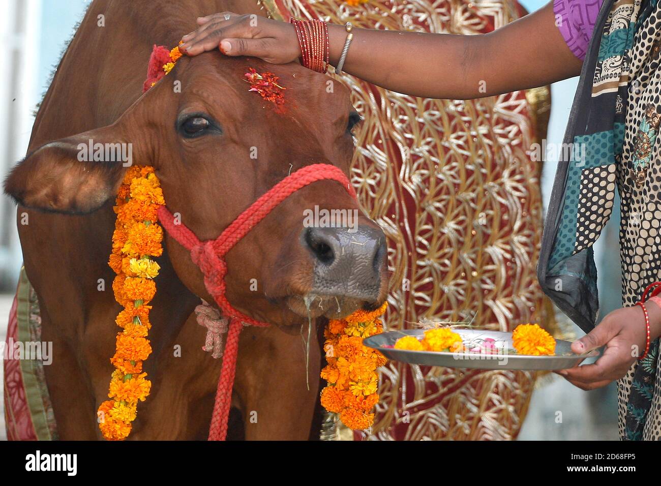 An Indian devotee worships a cow at a cow shed in Noida, India . Indian ...